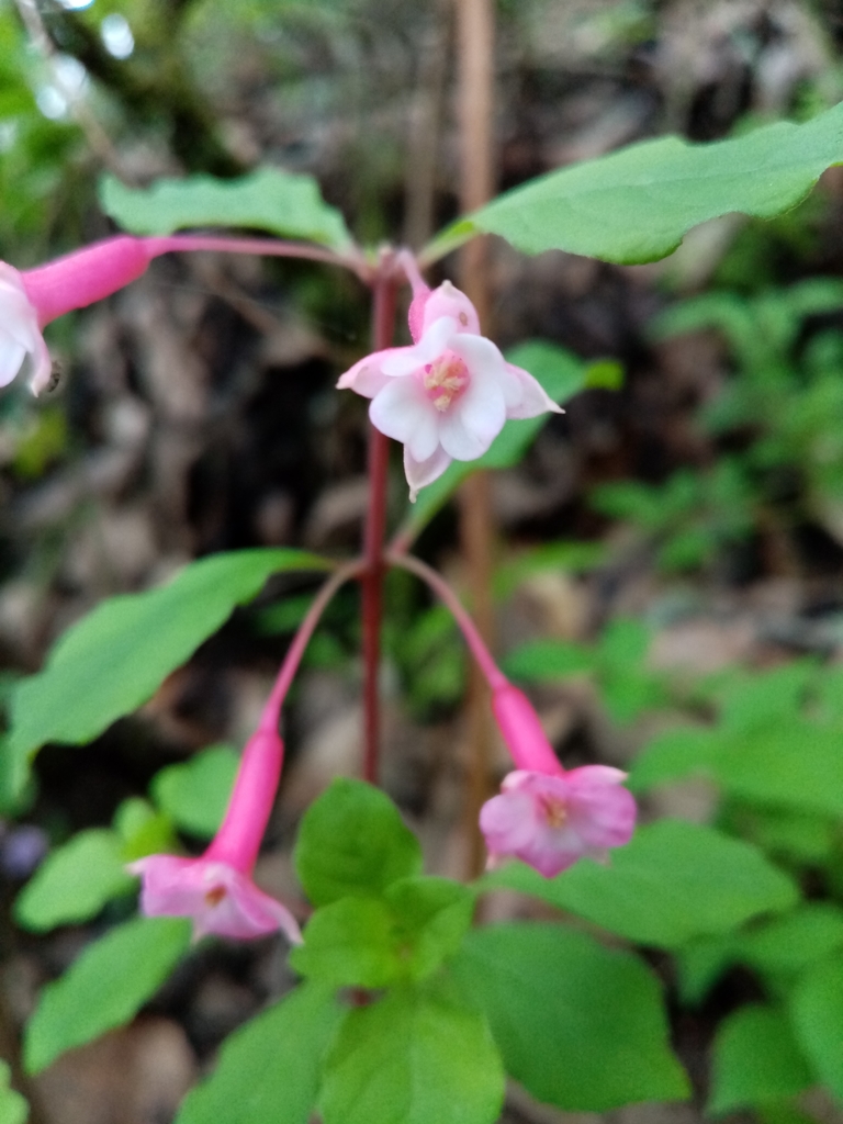Small leaf fuchsia from Putla Villa de Guerrero, Oax., México on July 8 ...