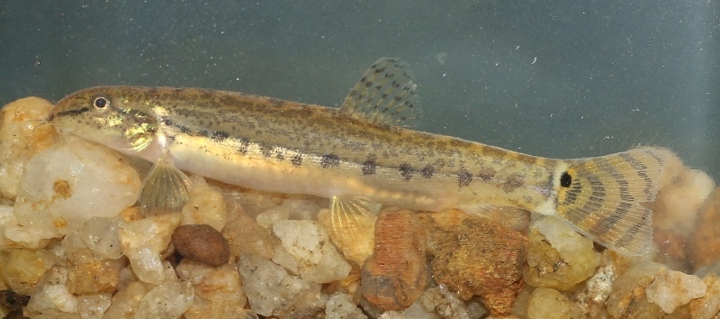 Common Spiny Loach from Kurunegala, Sri Lanka on August 19, 2020 at 04: ...