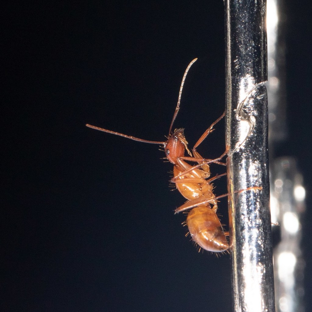 Chestnut Carpenter Ant from 428 Breezewood Dr, Ballwin, MO 63011, USA ...