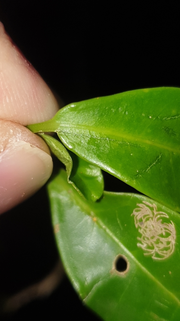 Fontainea australis in August 2020 by Reece Taverner · iNaturalist