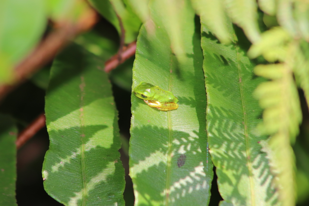 Porthole tree frog from Xico, Ver., México on August 23, 2020 at 11:20 AM by Big Birdy · iNaturalist