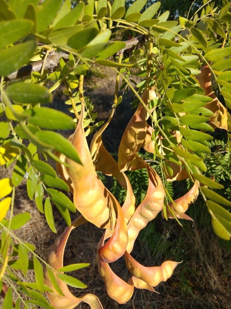 honey locust from Nakhimovs'kyi, UA-SC, UA by Поля Мельникова · iNaturalist