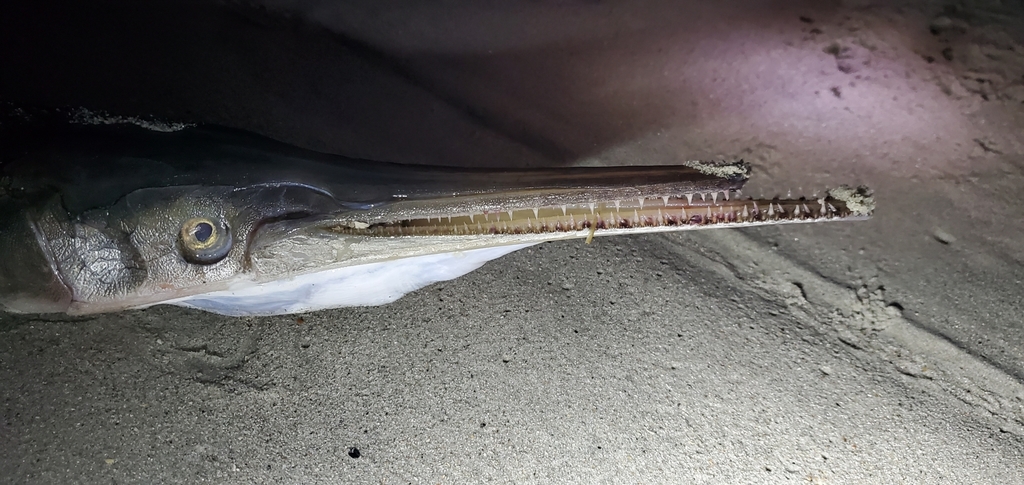 Longnose Gar from Myrtle Beach, SC 29577, USA on June 19, 2020 at 09:04 ...