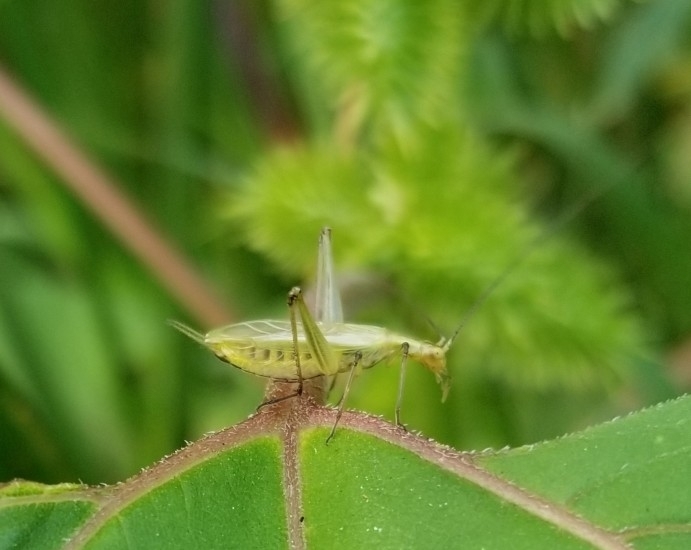 Common Tree Crickets from Hamilton, ON L9H 5E2, Canada on August 24 ...