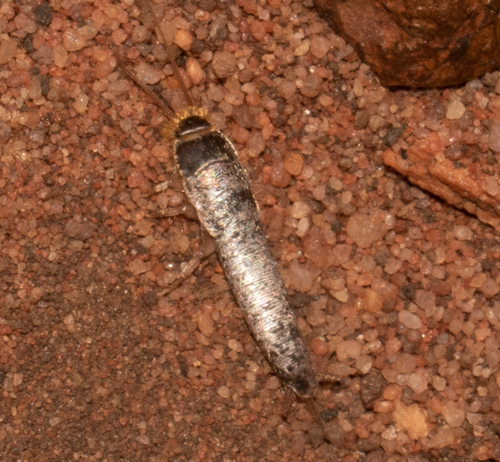 Ctenolepisma grandipalpis · iNaturalist