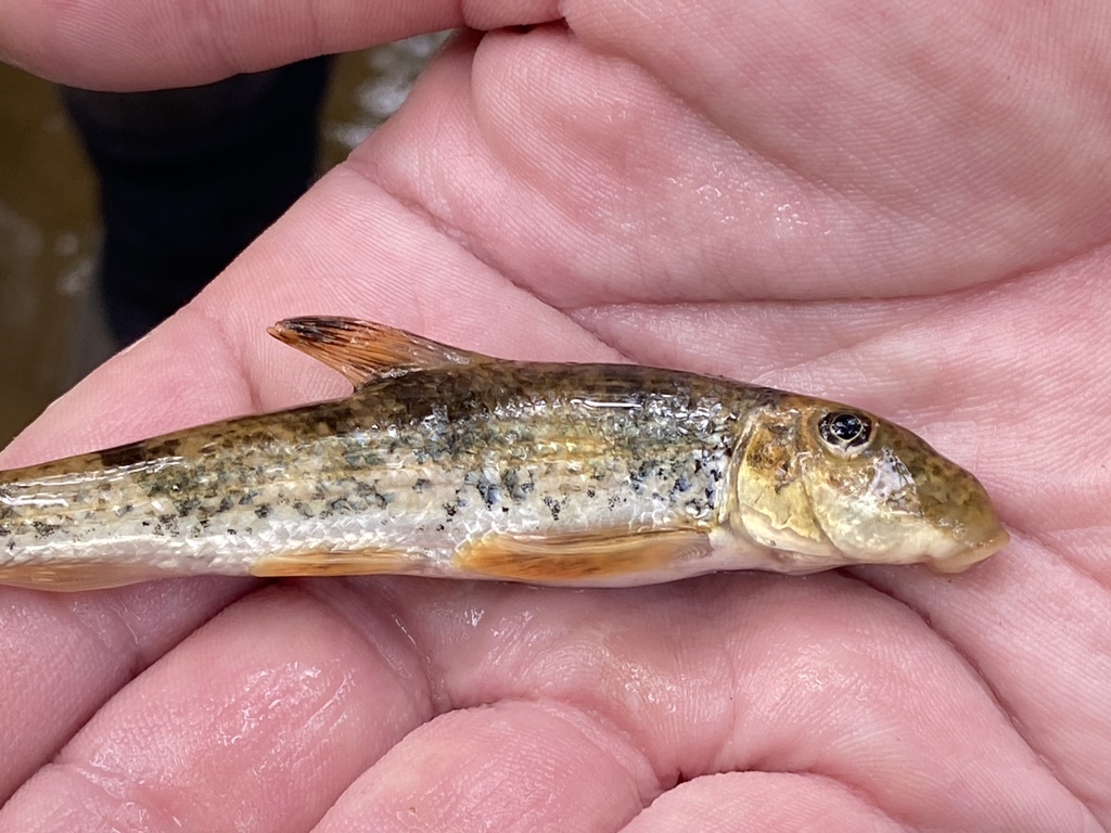 Northern Hog Sucker from Jarrettsville, MD, US on August 24, 2020 at 11 ...