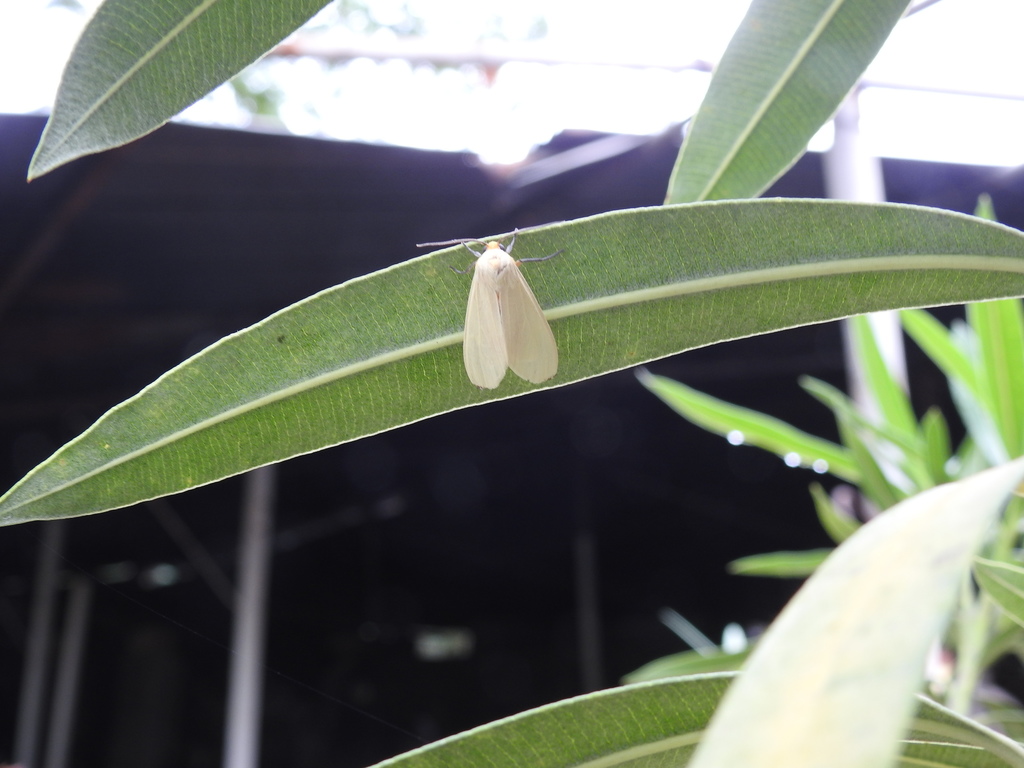 Siam Weed Defoliator from mine view,YSR District, Andhra Pradesh, India ...