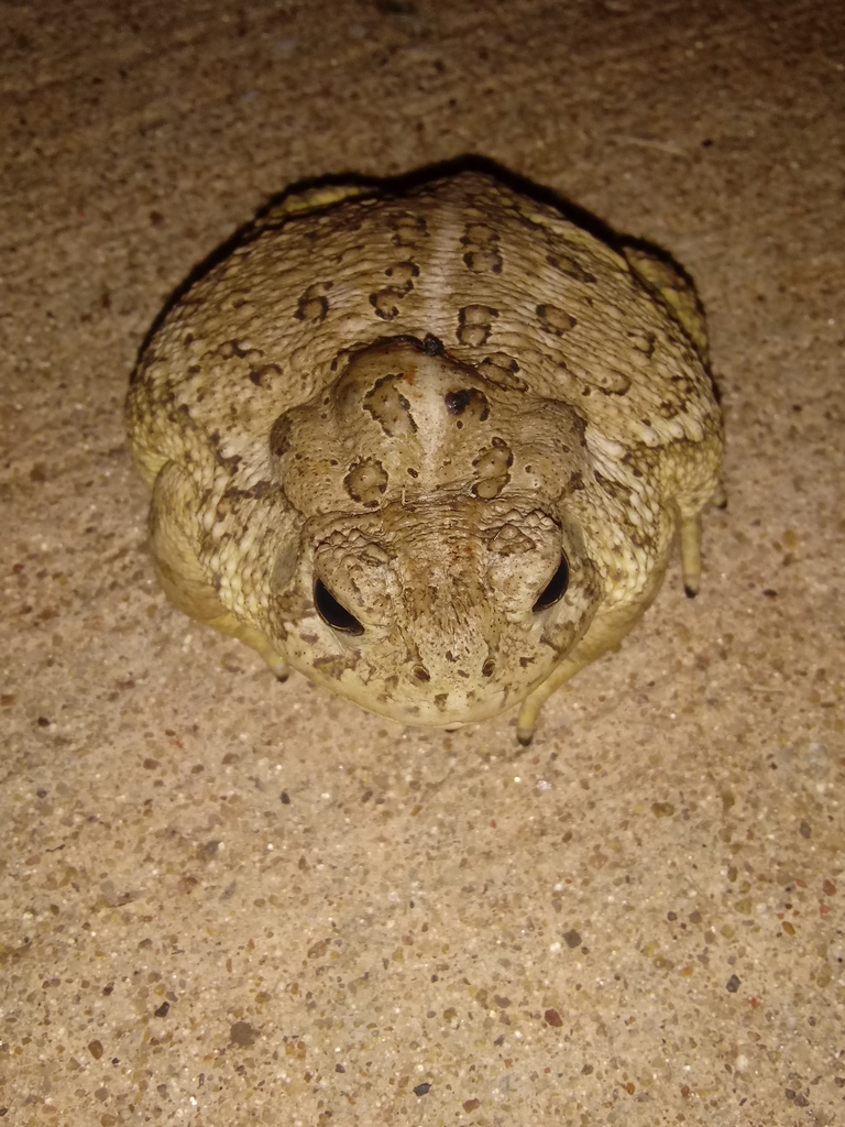 Woodhouse's Toad from Stillwater, OK, USA on August 23, 2020 at 11:38 ...