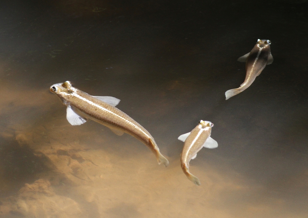 Largescale Four-eyed Fish from Ilha Grande - PI, Brasil on July 08 ...