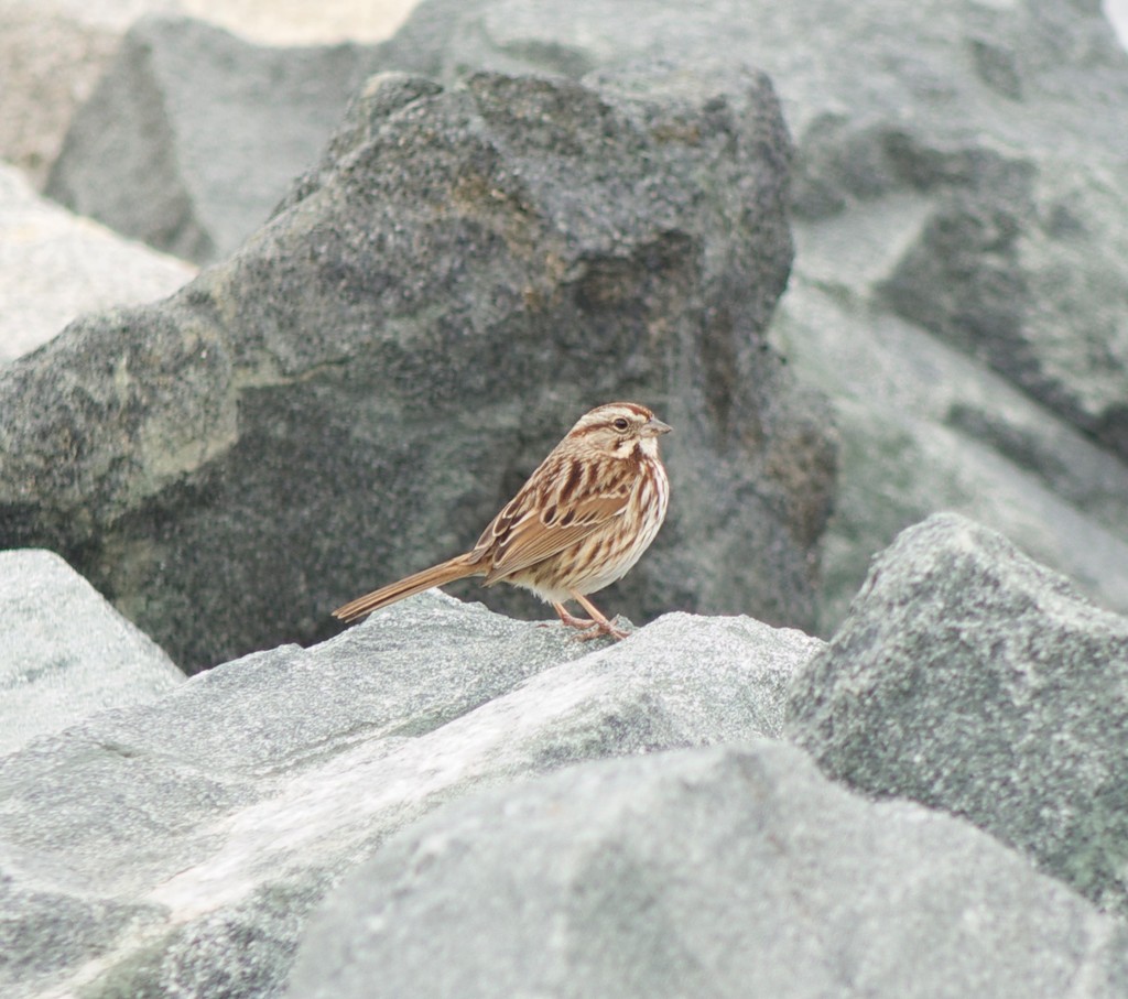 Song Sparrow from Black Walnut Point, Talbot County, MD, USA on ...