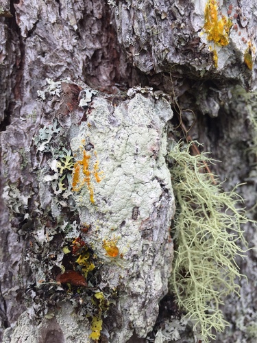 Loxospora elatina · iNaturalist