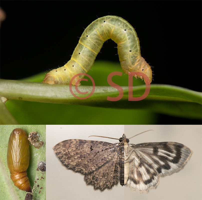 Collix ghosha in August 2020 by shuanda. Embelia laeta · iNaturalist