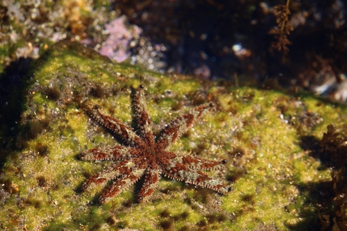 Observations by jonathan_pugh · iNaturalist