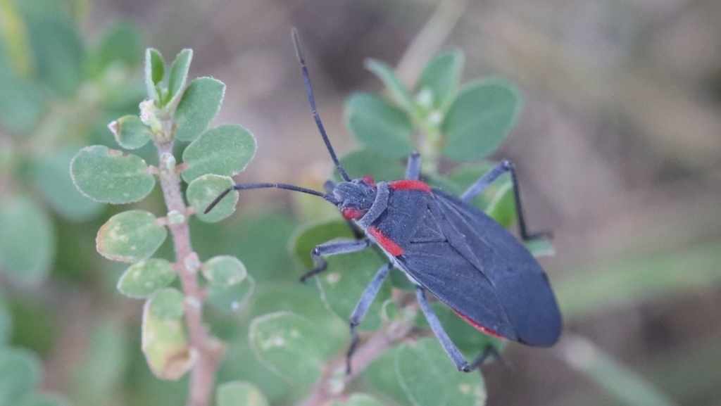 Red-shouldered Bug from Bond Rd, Sonora, TX, US on August 24, 2020 at ...