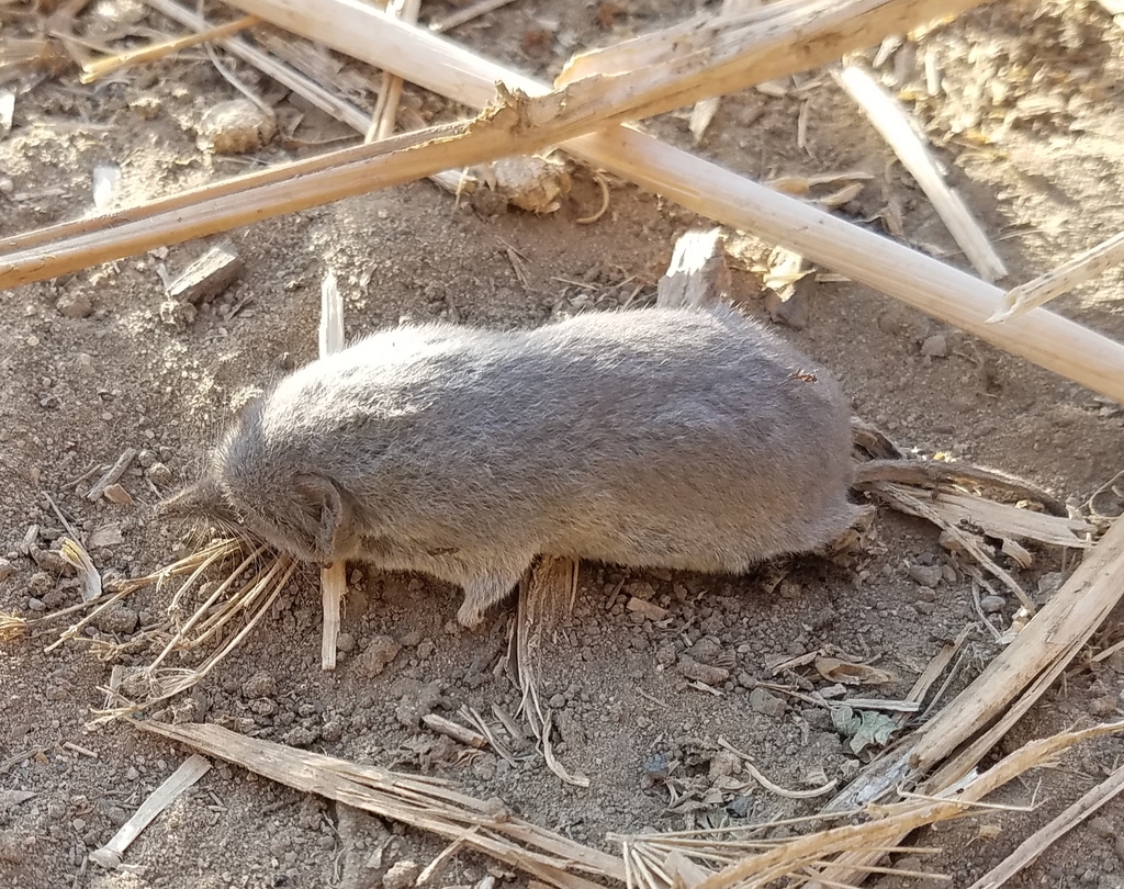 Gray Shrews from Carbon Canyon Regional Park on June 16, 2020 at 06:32 ...