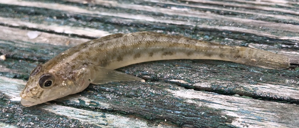 Monkey Goby from Холмівка, Севастополь, RU on August 23, 2020 at 04:04 ...