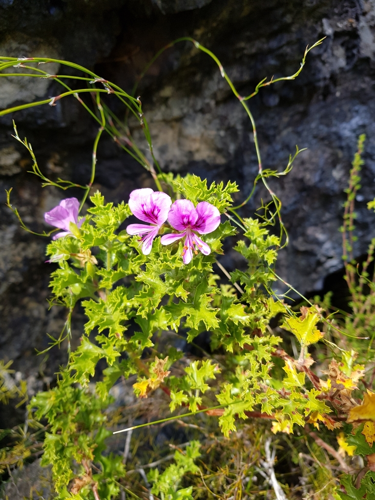 Rose-camphor Storksbill from R303, South Africa on August 25, 2020 at ...