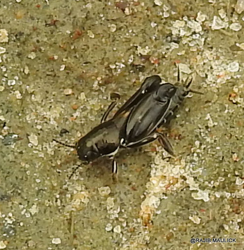 Xya capensis · iNaturalist