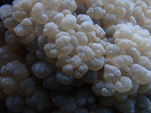 Plerogyra cauliformis · iNaturalist
