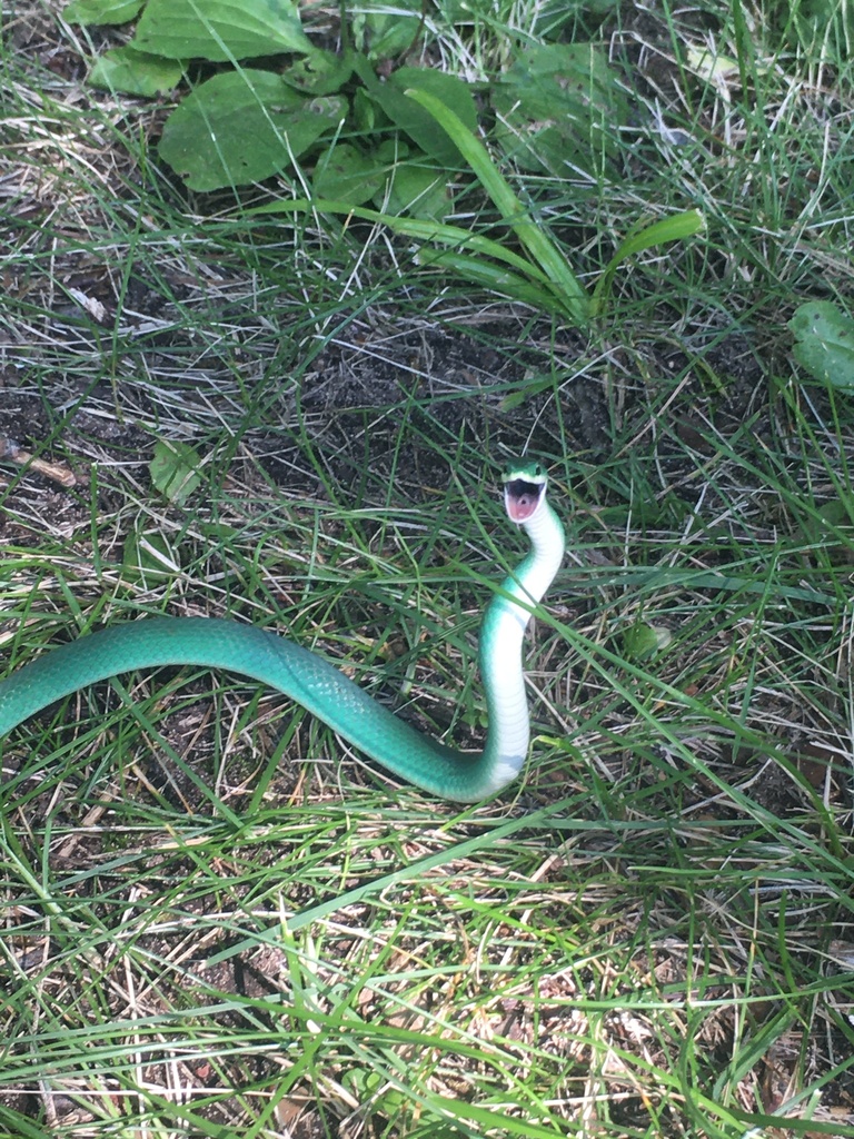 Smooth Greensnake from Chequamegon-Nicolet National Forest, Townsend ...