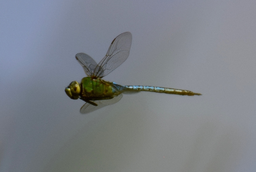 Common Green Darner from Clapp Park, Lubbock, TX, USA on August 25 ...