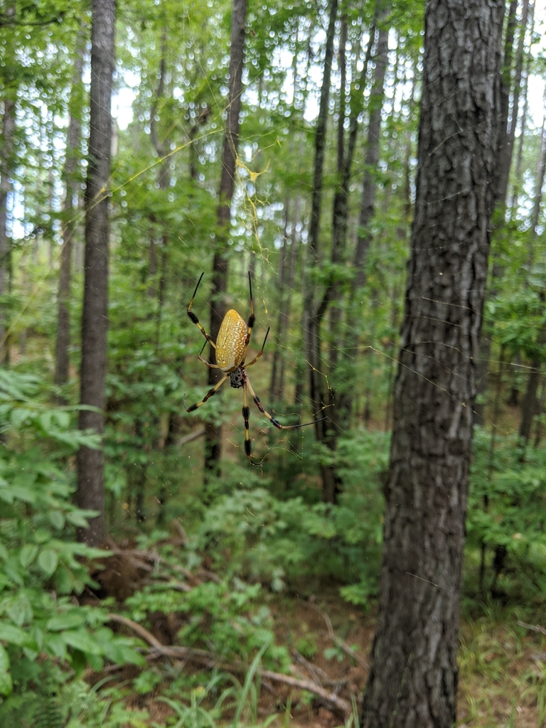 Golden Silk Spider from McCall Creek, MS 39647, USA on August 25, 2020 ...