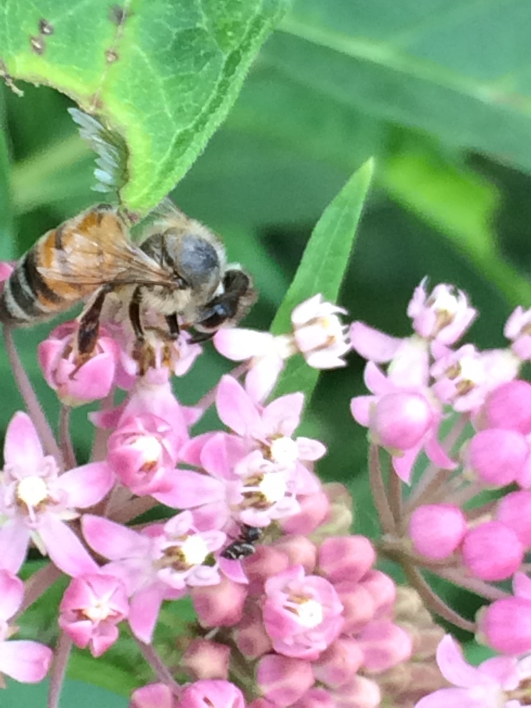 Western Honey Bee from 5316 N Capitol Ave, Indianapolis, IN, US on July ...
