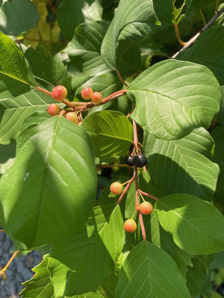 Cascara by Storm Stewart · iNaturalist