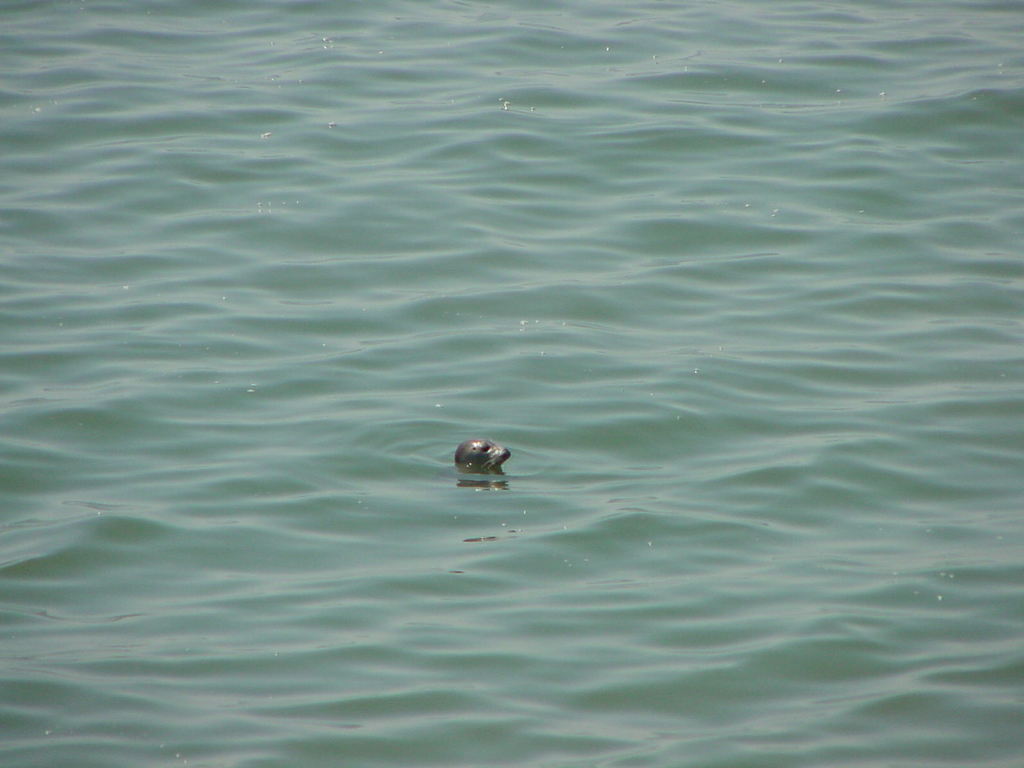 Atlantic Harbor Seal from Horry County, SC, USA on April 13, 2013 by ...