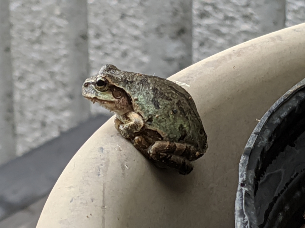 Japanese Tree Frog from Japan, 〒373-0055 Gunma, Ota, Ōshimachō, 甲1118-1 ...