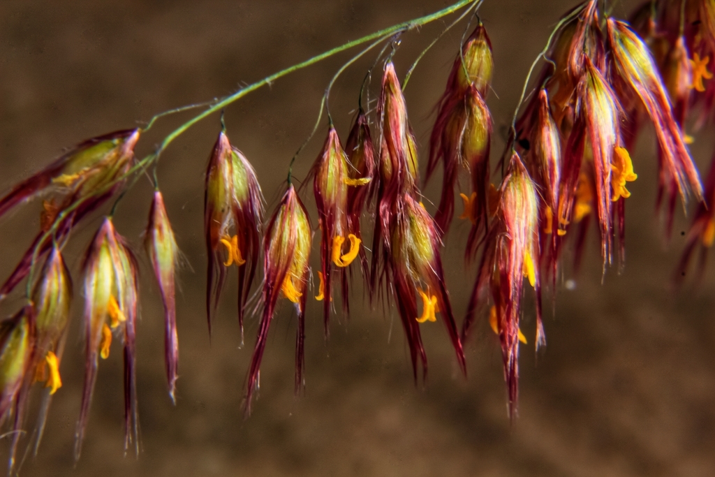 Natal grass from Conkal, Yuc., México on August 24, 2020 at 02:57 PM by ...