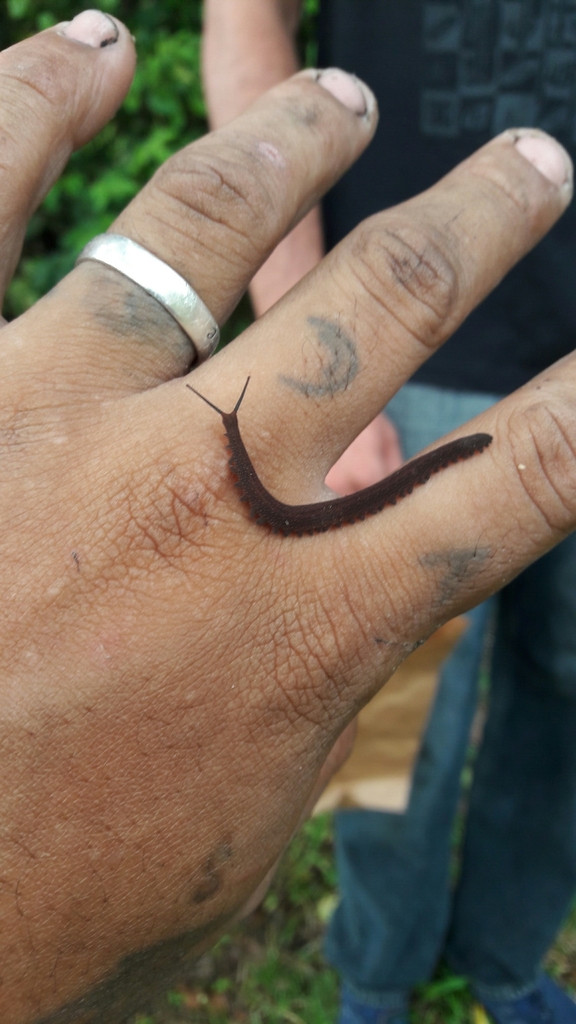 Peripatus juanensis from Robles Aibonito 00705 on July 20, 2017 at 05: ...