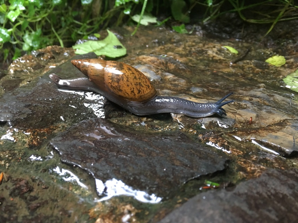 wolf snails from Potrero De Quetzalapa, 73310 Zacatlán, Pue., México on ...