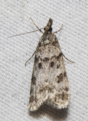 Scoparia normalis · iNaturalist United Kingdom