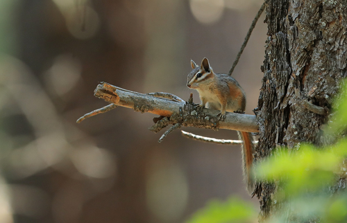 Subespecie Neotamias dorsalis dorsalis · NaturaLista Colombia