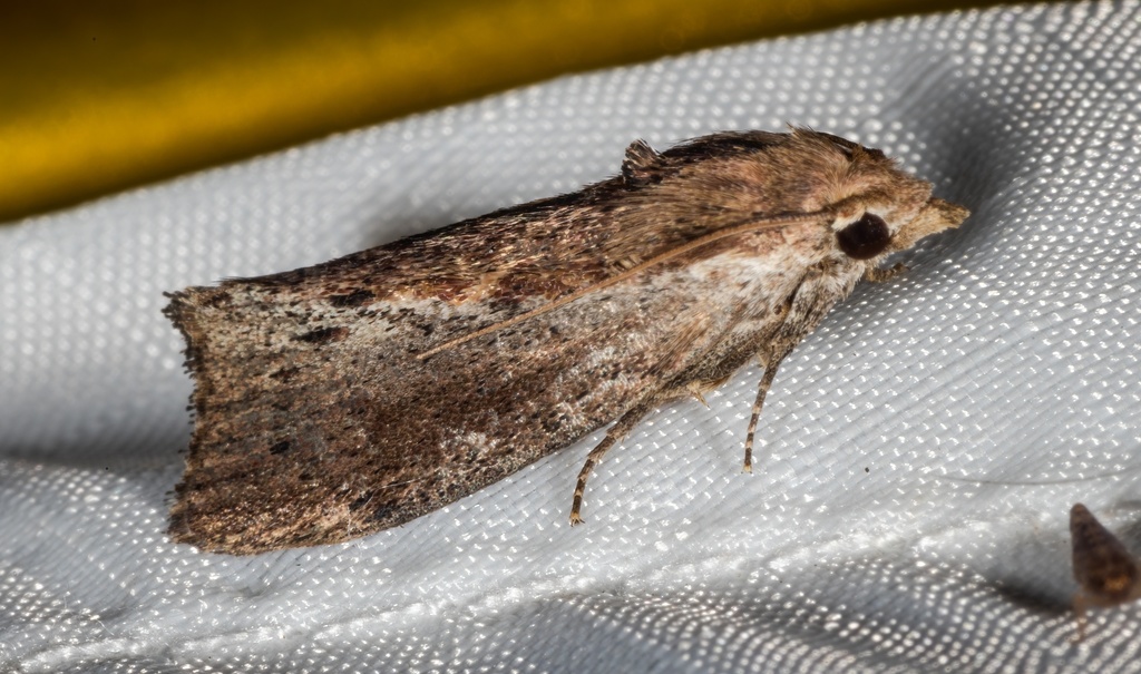 Greater Wax Moth from Solano County, CA, USA on August 15, 2020 at 10: ...