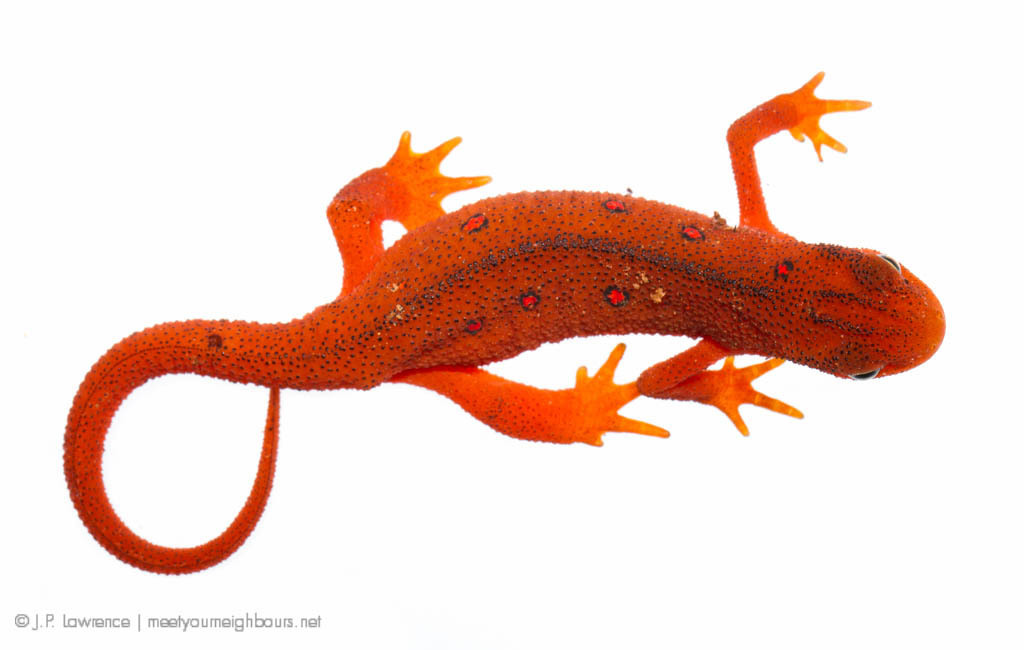 Red-spotted Newt in May 2014 by J.P. Lawrence. Terrestrial Red Eft ...