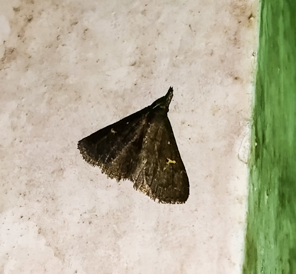 Underwing, Tiger, Tussock, and Allied Moths from Karimganj, Assam ...