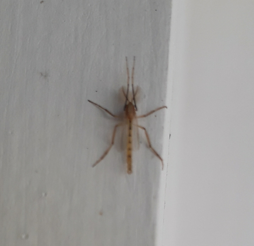 Axarus fungorum from Kaduwela, LK-CO, LK on August 26, 2020 at 02:00 PM ...