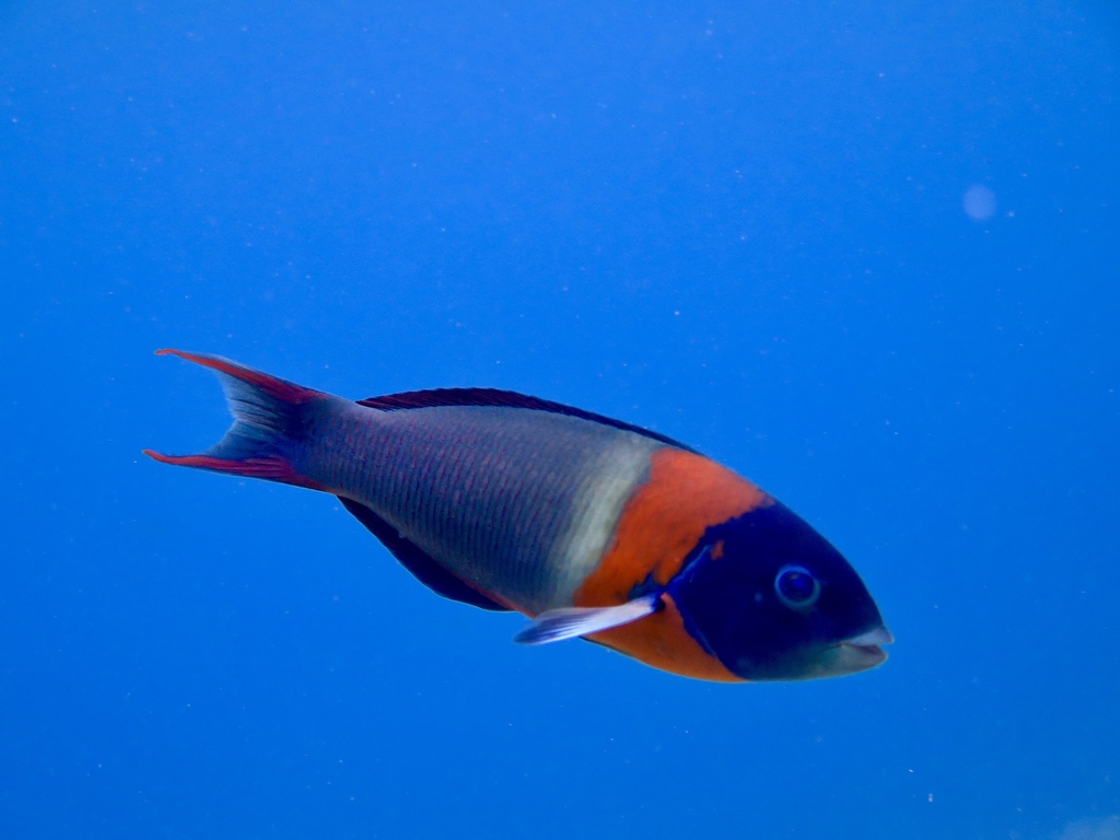 Saddle Wrasse from Auau Channel, Kaanapali, HI, US on April 4, 2017 at ...