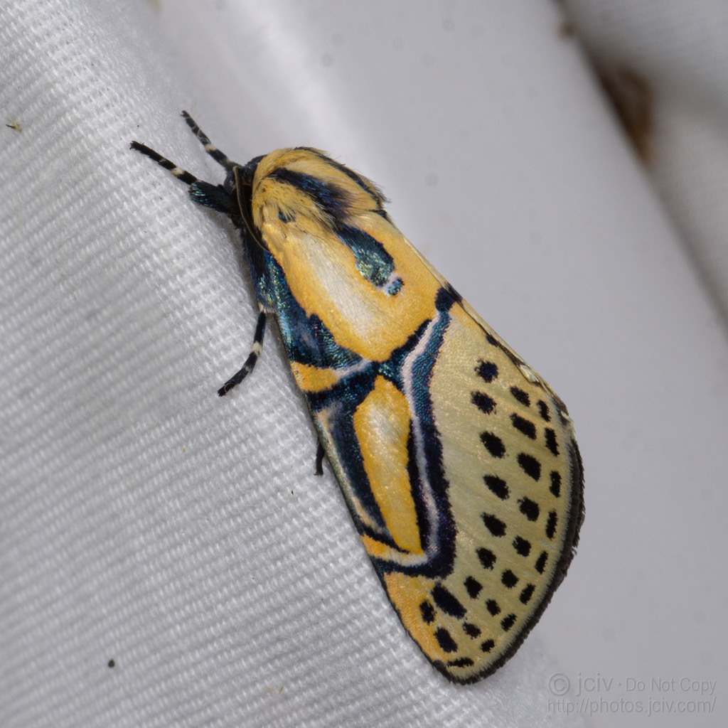 Hieroglyphic Moth from Emerald Point on August 26, 2020 at 02:27 AM by ...