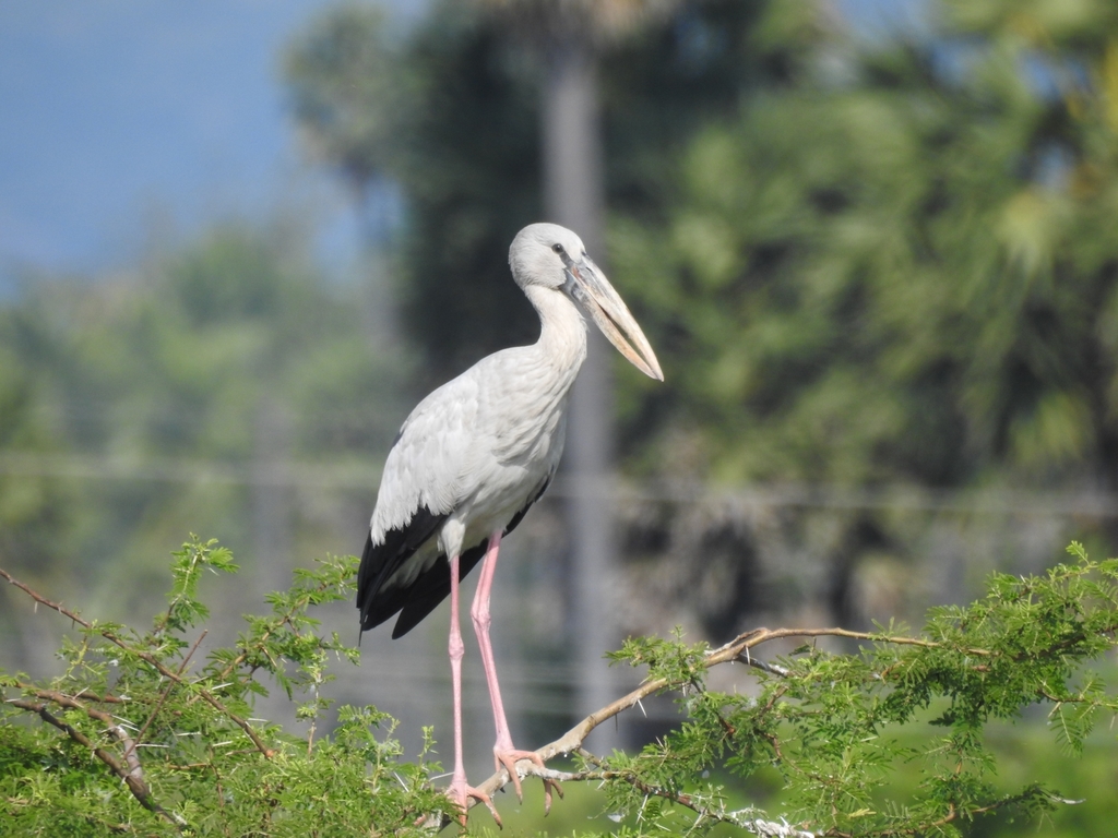 Asian Openbill from Rajapalayam on January 01, 2015 at 12:58 PM by ...