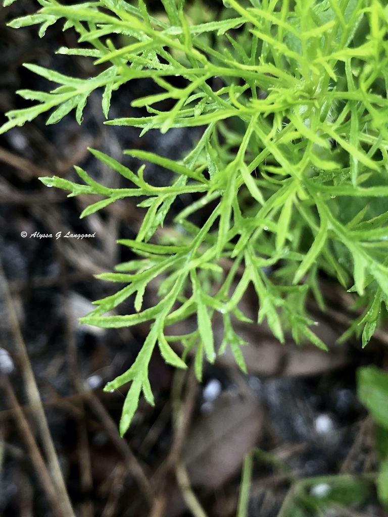 Coastal Dog Fennel from St Johns County, FL, USA on August 13, 2020 at ...