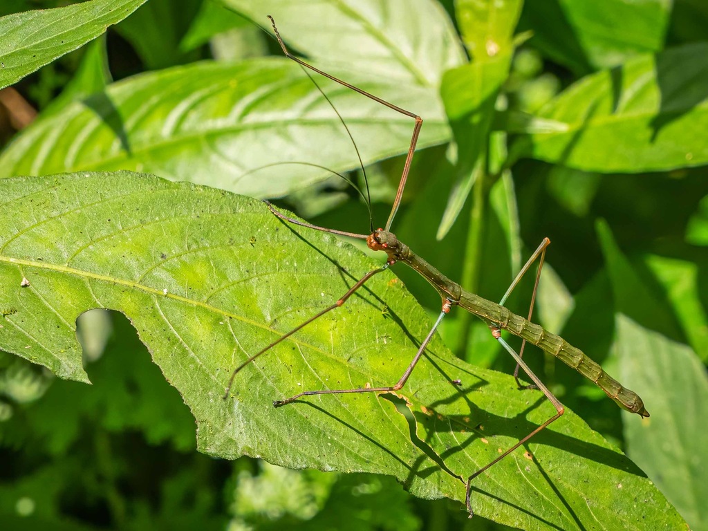 Smooth Stick Insect from Southern Ecuador on February 11, 2020 by ...