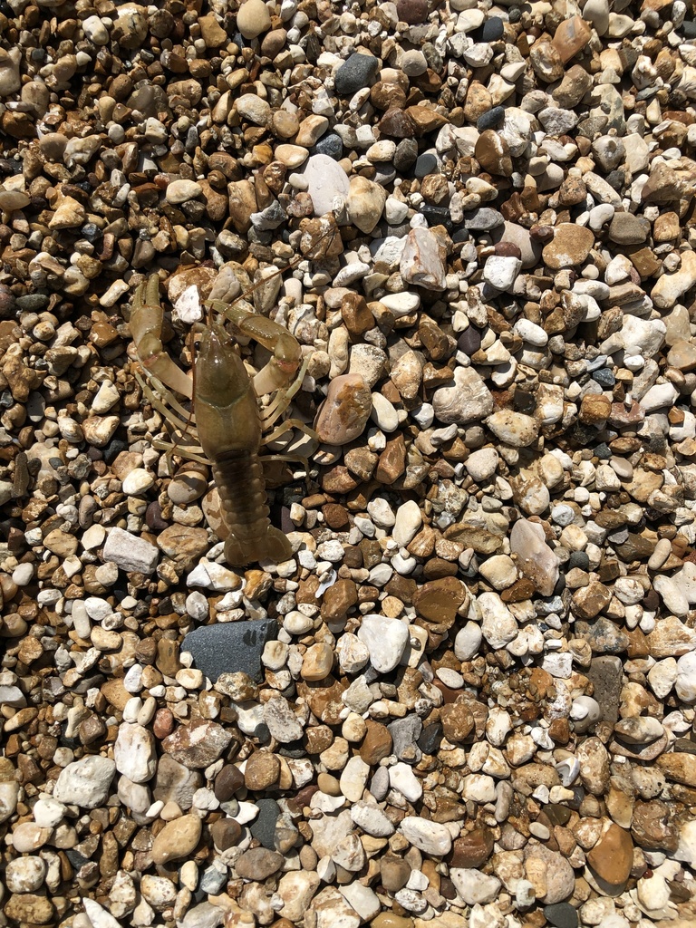 Northern Clearwater Crayfish from WIS-57, Baileys Harbor, WI, US on ...