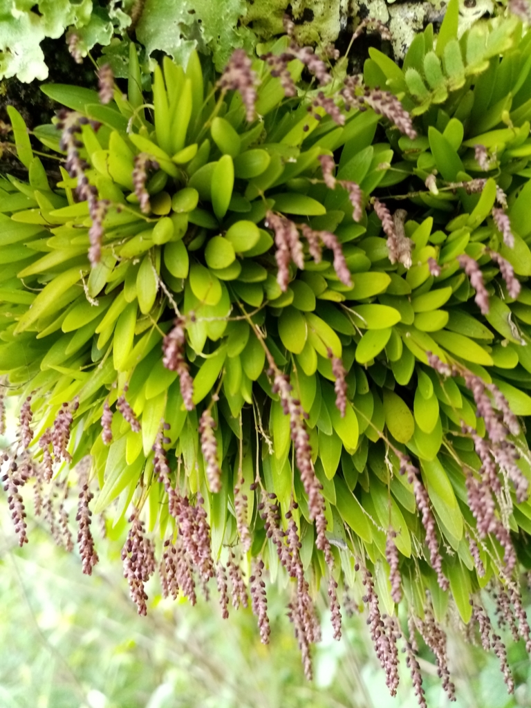 Stelis rufobrunnea from Putla Villa de Guerrero, Oax., México on August ...