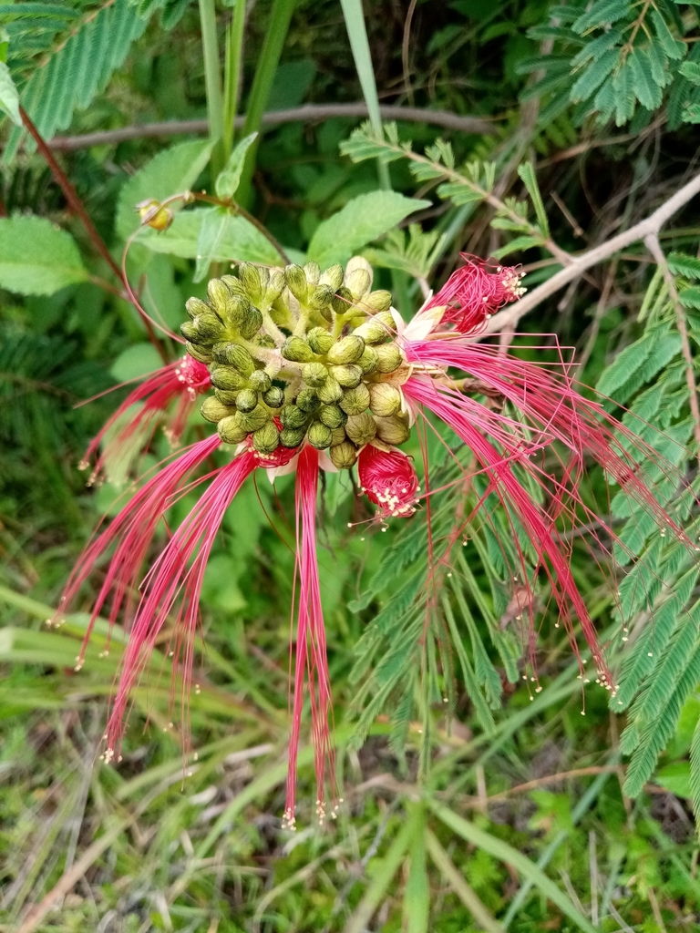 Calliandra houstoniana anomala from Putla Villa de Guerrero, Oax ...