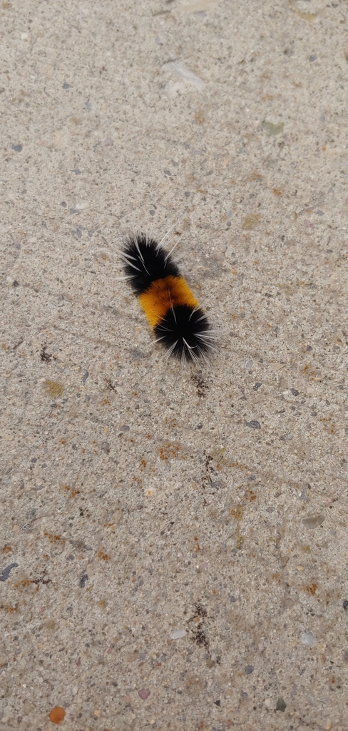 Spotted Tussock Moth from Jasper on August 26, 2020 at 02:08 PM by Anna ...