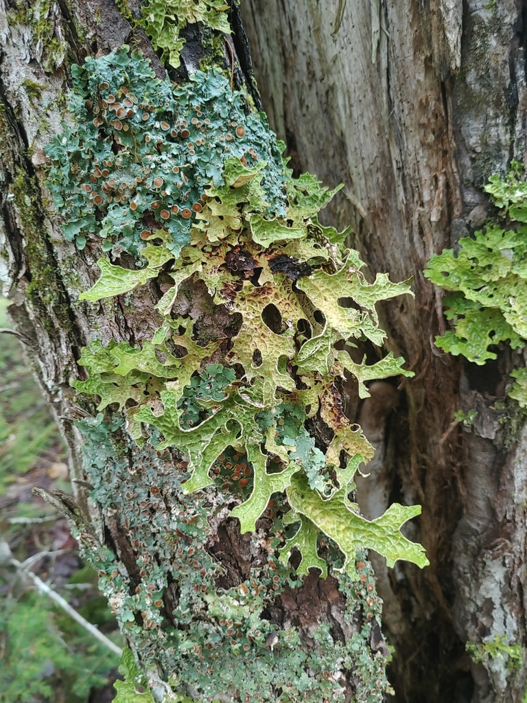 Tree Lungwort from Tracyville, NB E5L 1P4, Canada on August 25, 2020 at ...