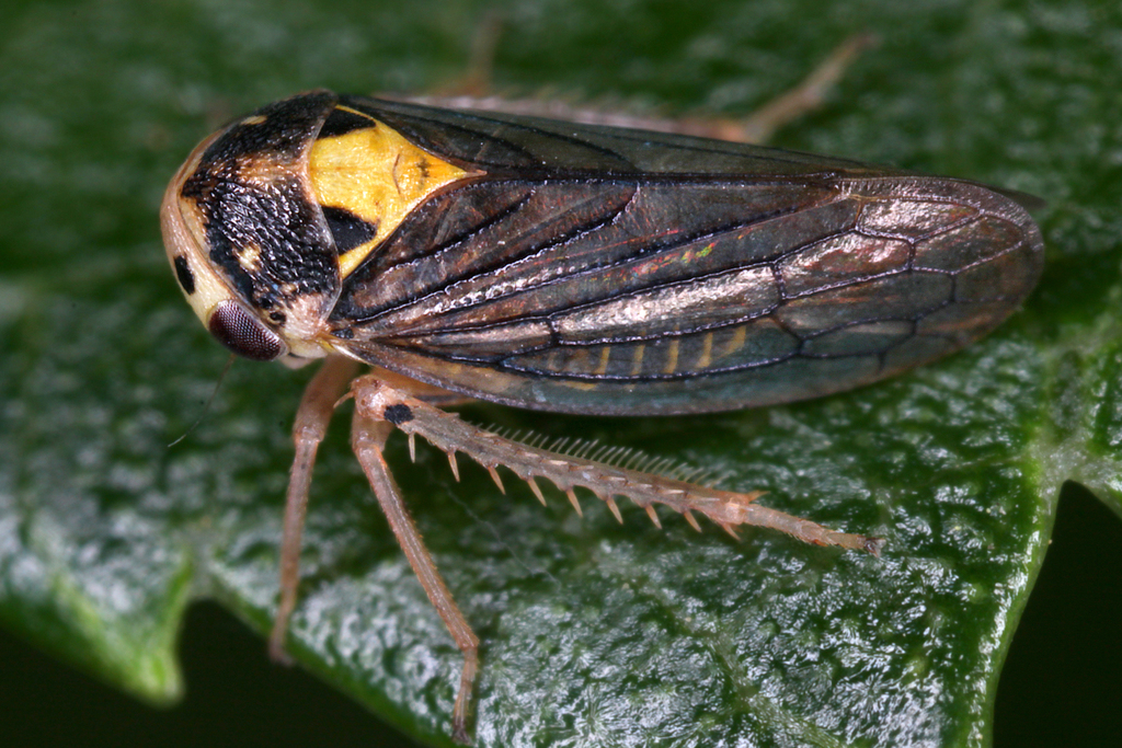 Macropsis scotti | Insect Vectors of Plant Disease